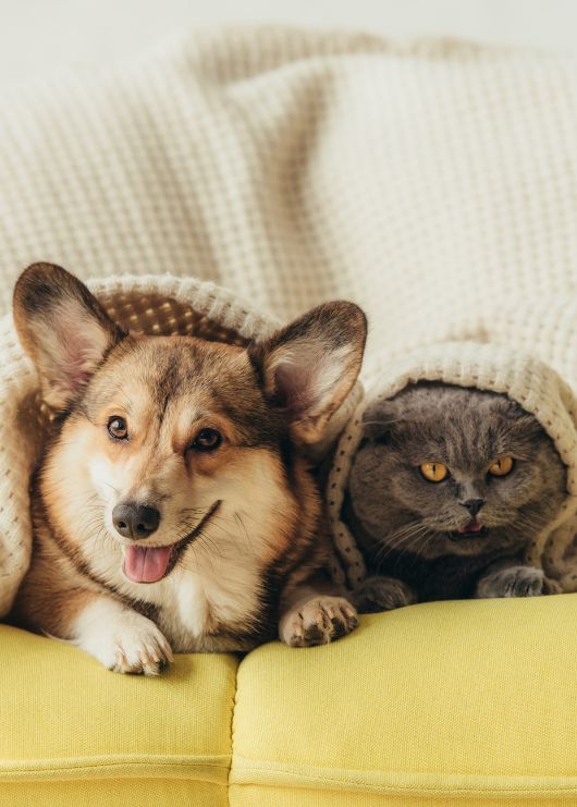 The Truth About Moringa for Pets | TRIBE ORGANICS
