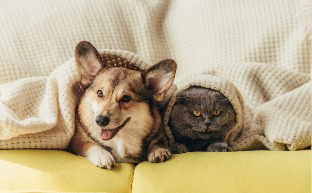 The Truth About Moringa for Pets | TRIBE ORGANICS